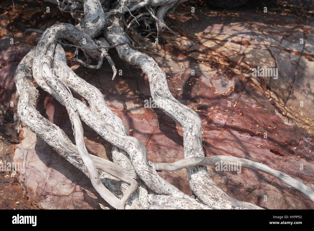 Curves wooden root on volcanic stone structure Stock Photo - Alamy