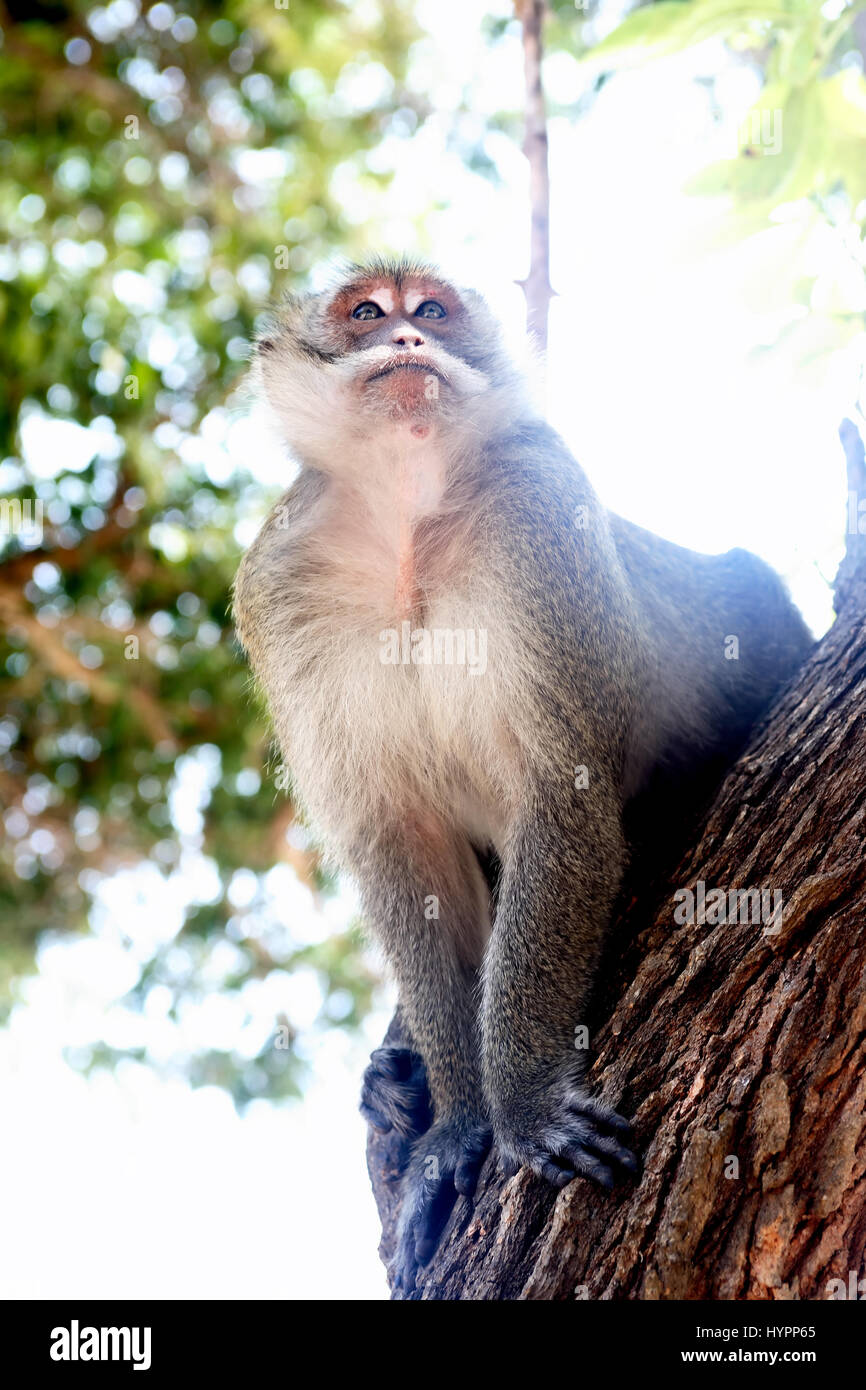 Closeup portrait of wild monkey sitting on tree Stock Photo - Alamy