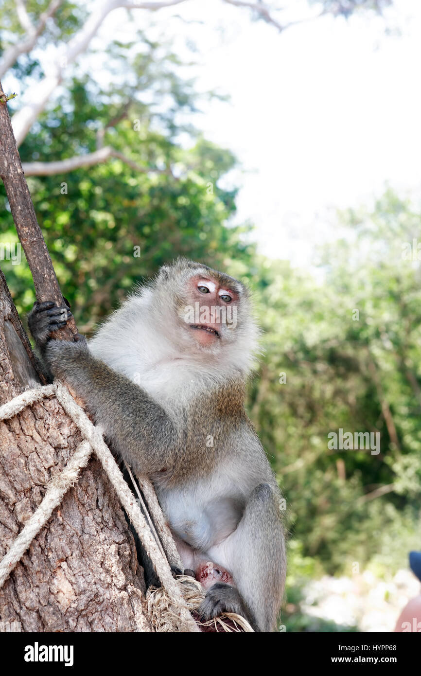 Closeup portrait of wild monkey sitting on tree Stock Photo - Alamy