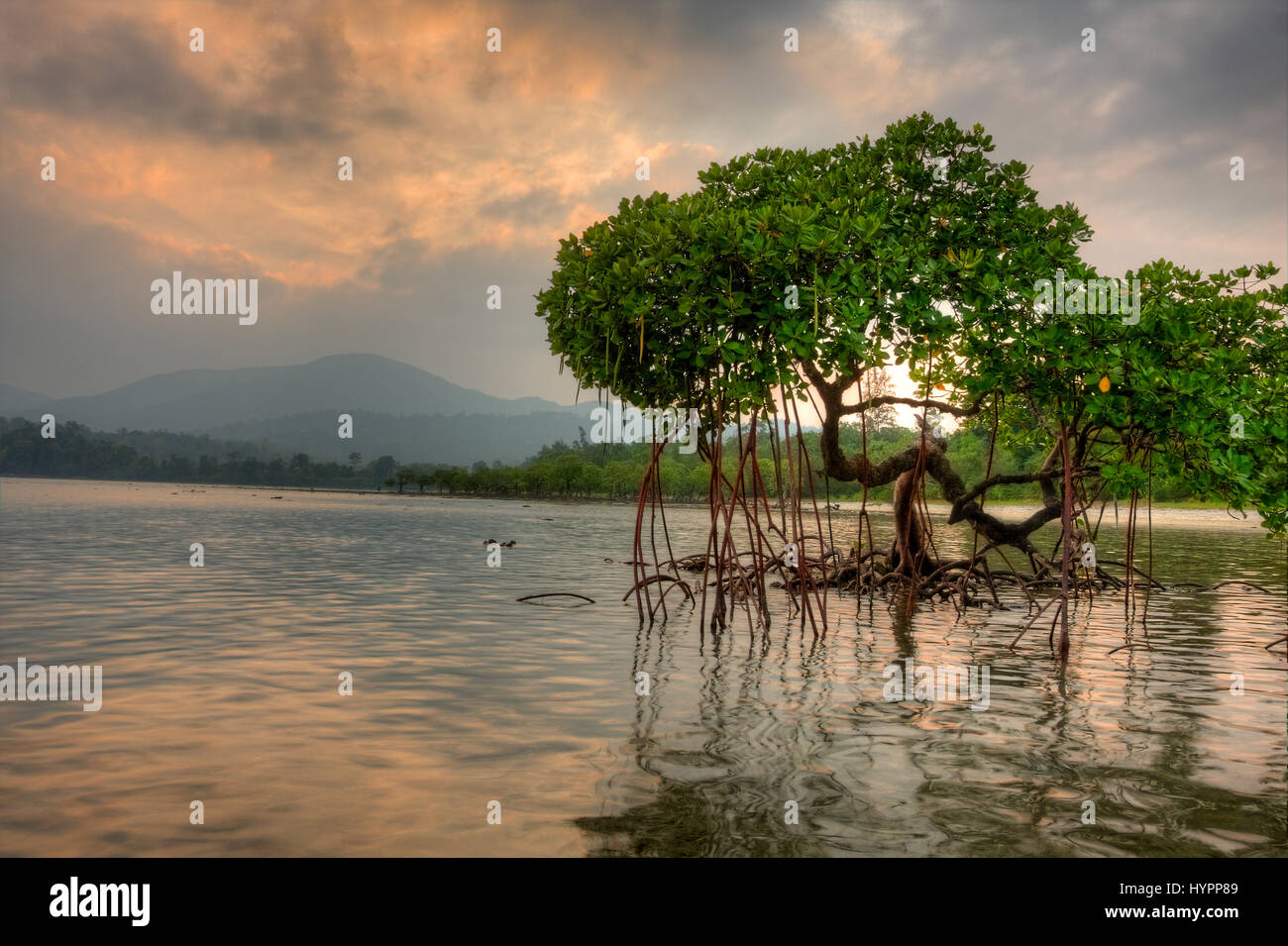 A mangrove tree in Andaman island Stock Photo - Alamy