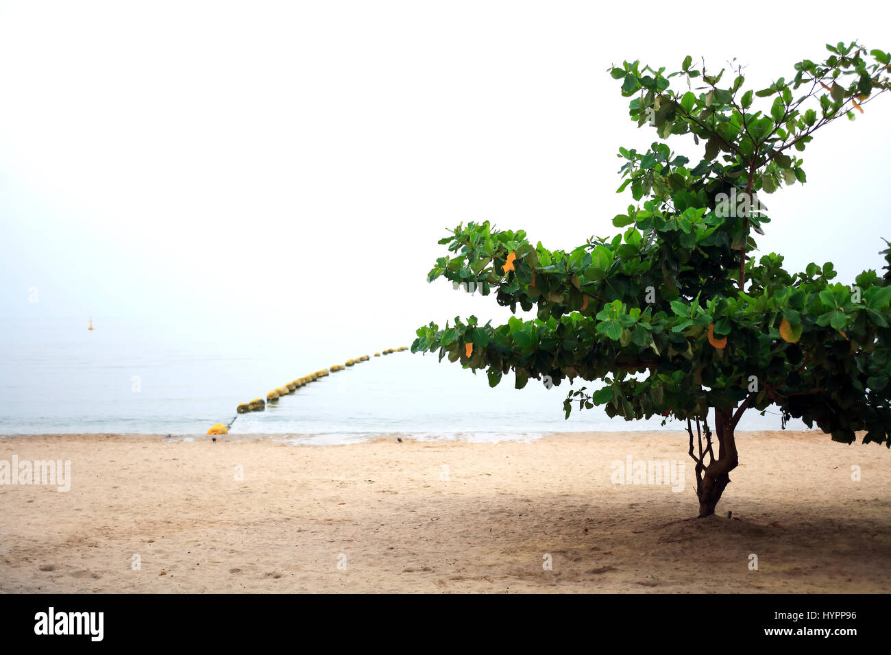 Alone tree on beach hi-res stock photography and images - Alamy