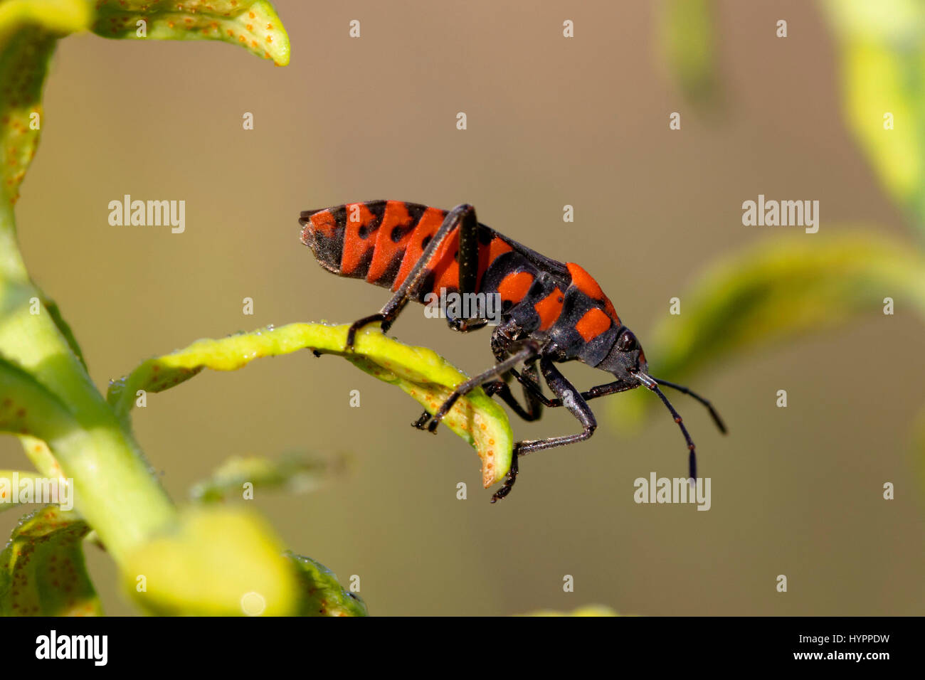 Beetle in grassland hi-res stock photography and images - Alamy