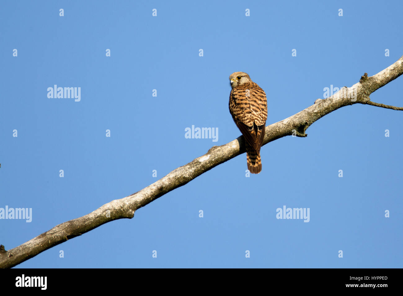 The common kestrel on the branch Stock Photo - Alamy