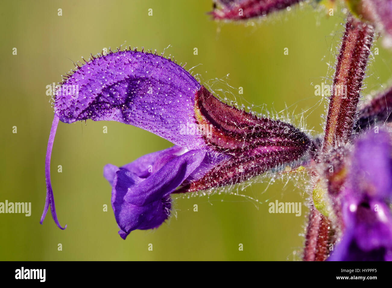 Flower 2000 hi-res stock photography and images - Alamy