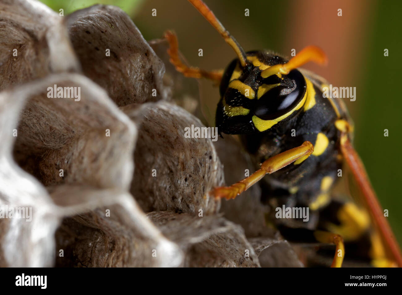 A close-up of the paper wasp building the nest Stock Photo - Alamy