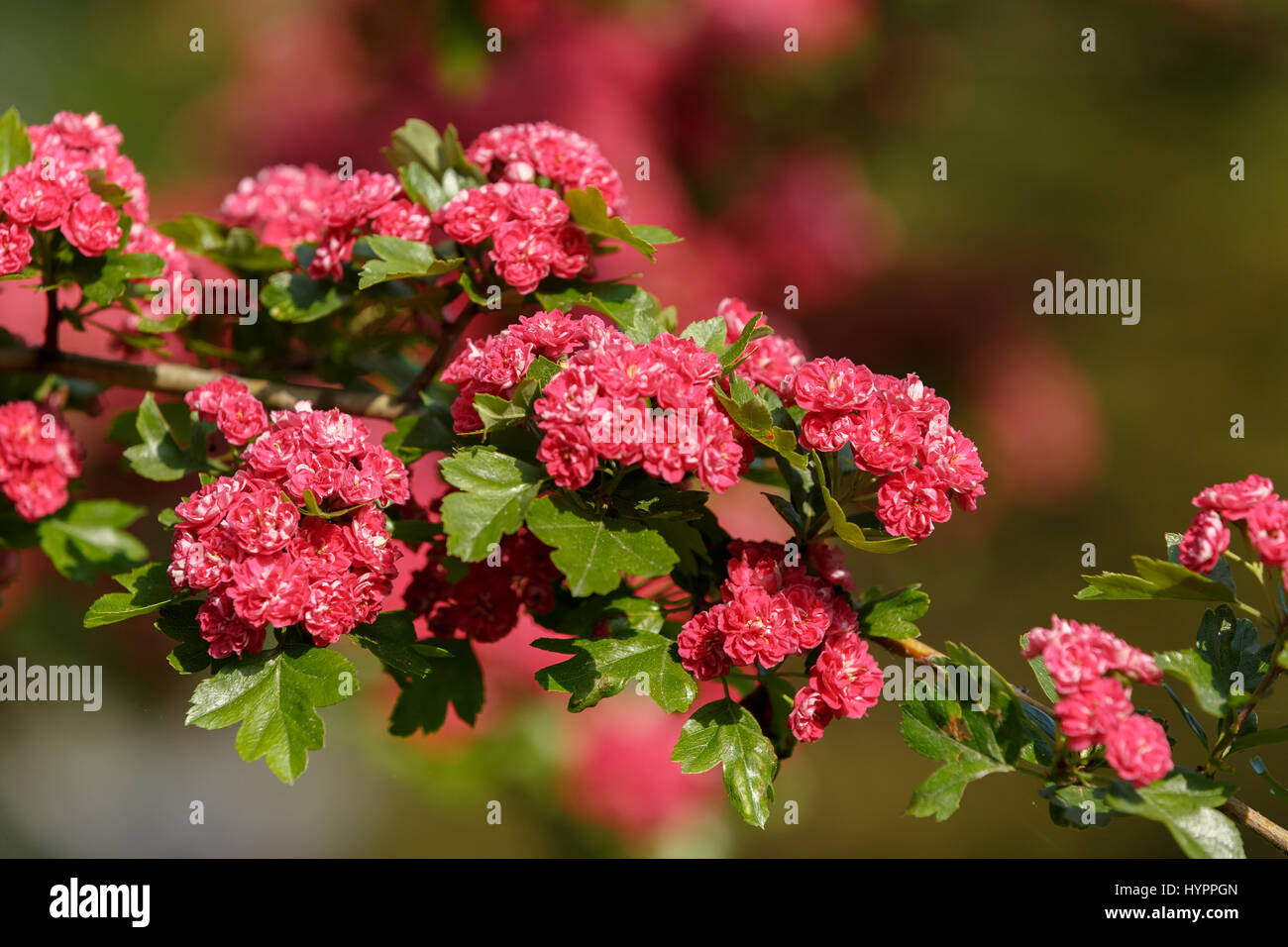 Hawthorn Tree Flowers
