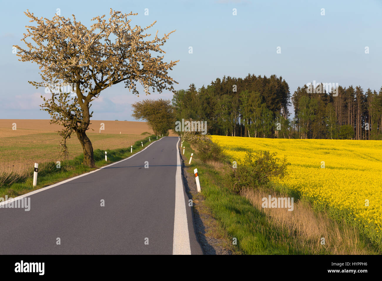 road with trees in spring, rural countryside landscape Stock Photo - Alamy