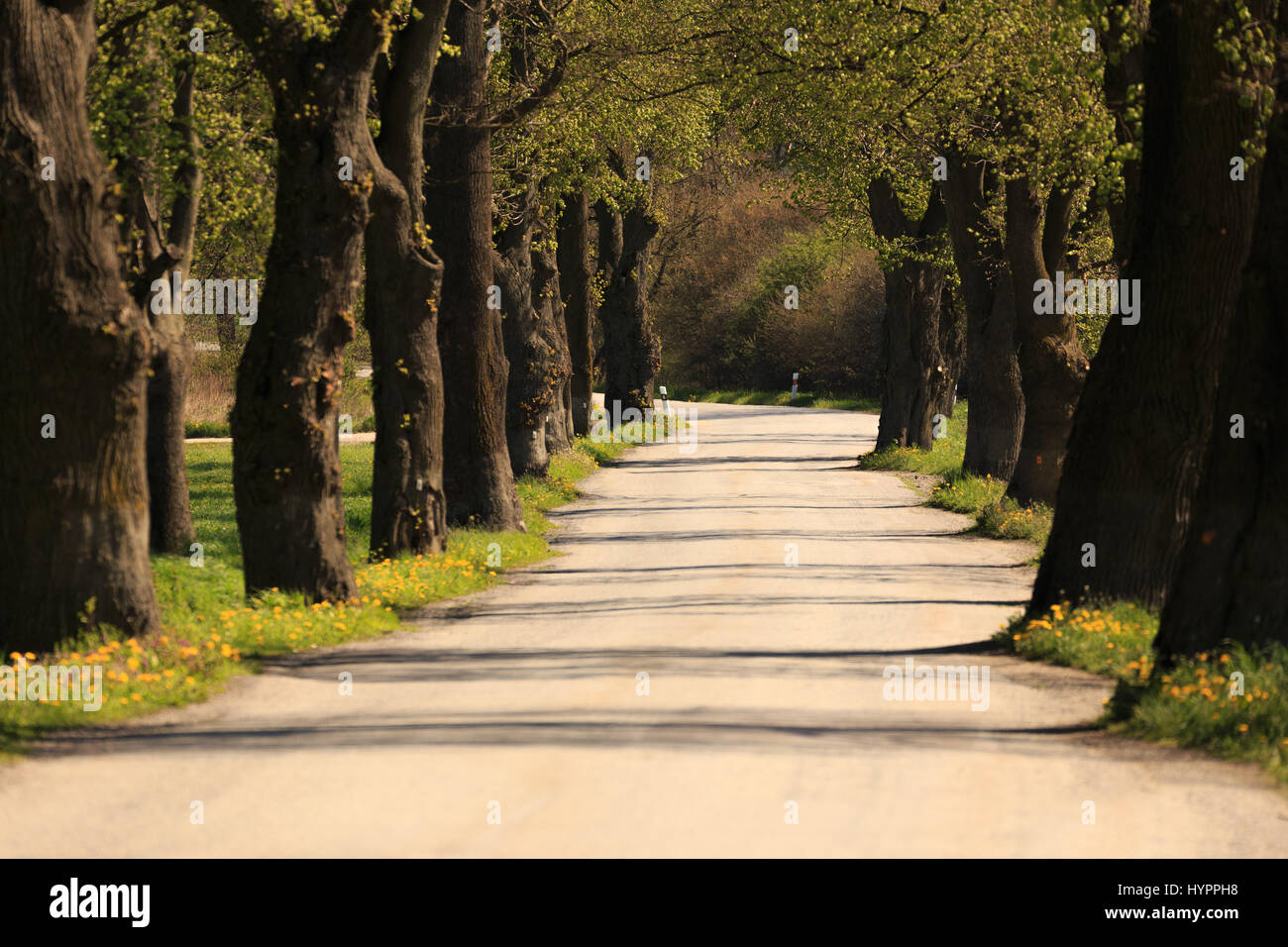 Beautiful spring asphalt road and tree alley. Spring alley. Green ...