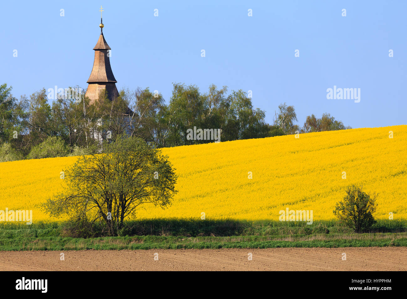 Yellow and green spring field, Springtime rural countryside scene with ...