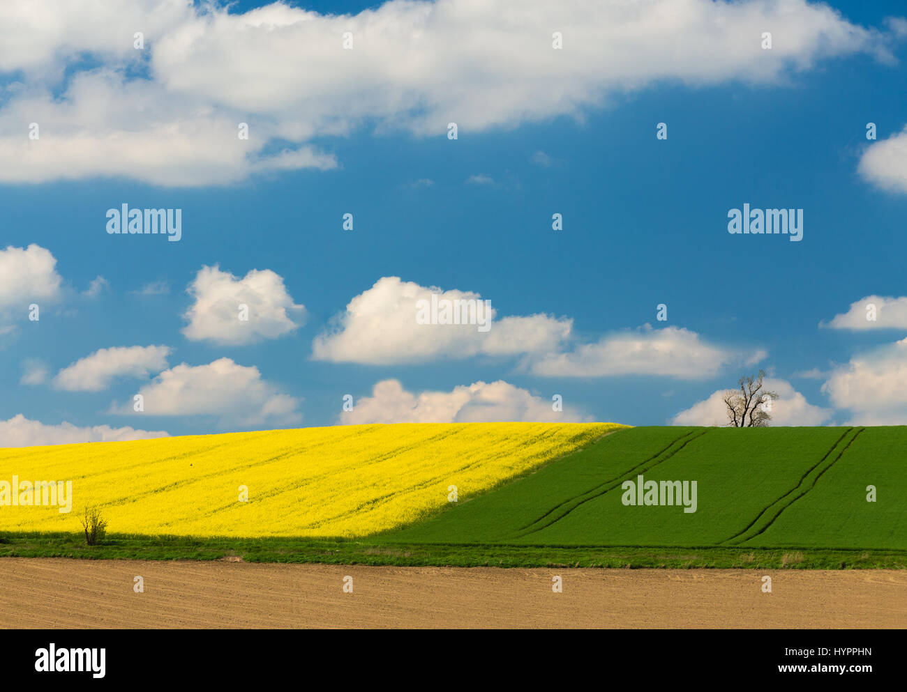 Yellow and green spring field, Springtime rural countryside scene Stock ...