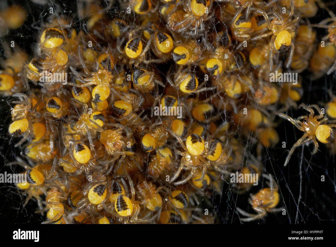 Baby yellow spiders hi-res stock photography and images - Alamy