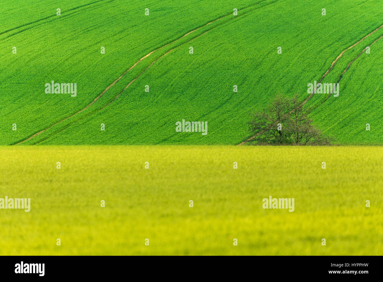 Yellow and green spring field, Springtime rural countryside scene Stock ...