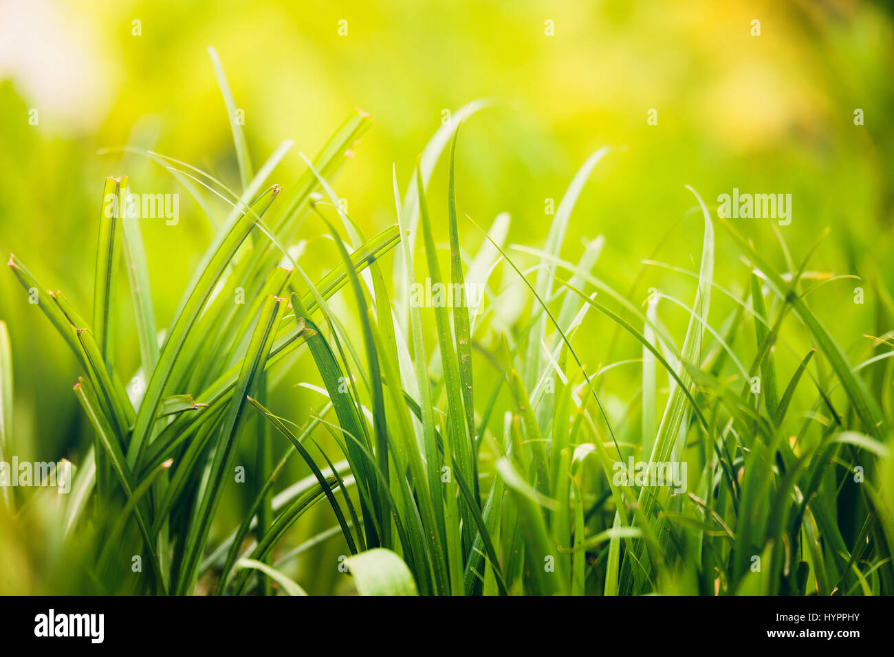 green grass spring garden for natural background, wallpaper or backdrop ...