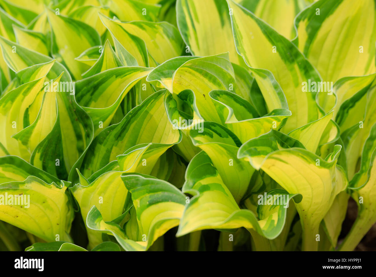 spring green and yellow leaves plant for background use Stock Photo - Alamy
