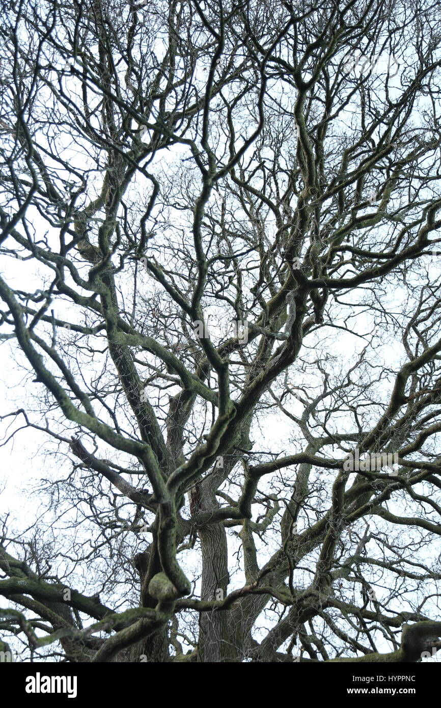 Branches of a Tree Stock Photo - Alamy Branches of a Tree Stock Photo - Alamy
