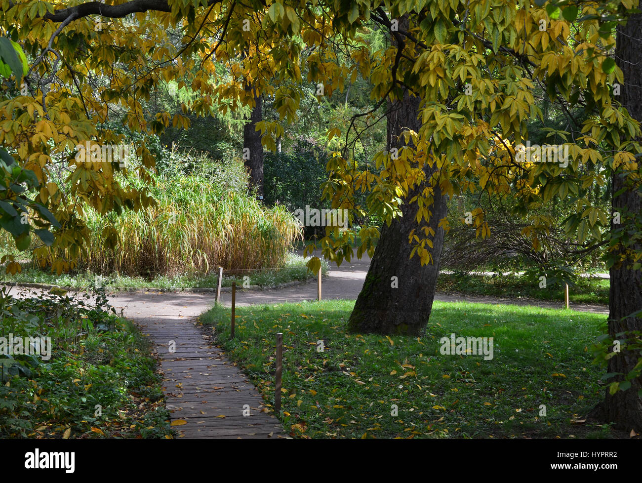 Green lawn, path and bush, right old tree Stock Photo - Alamy