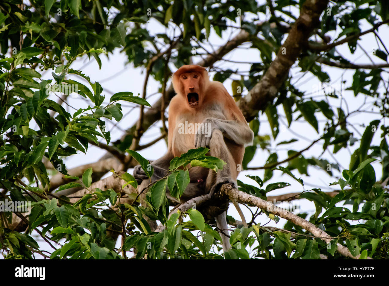 proboscis monkey calling out in alarm Stock Photo - Alamy