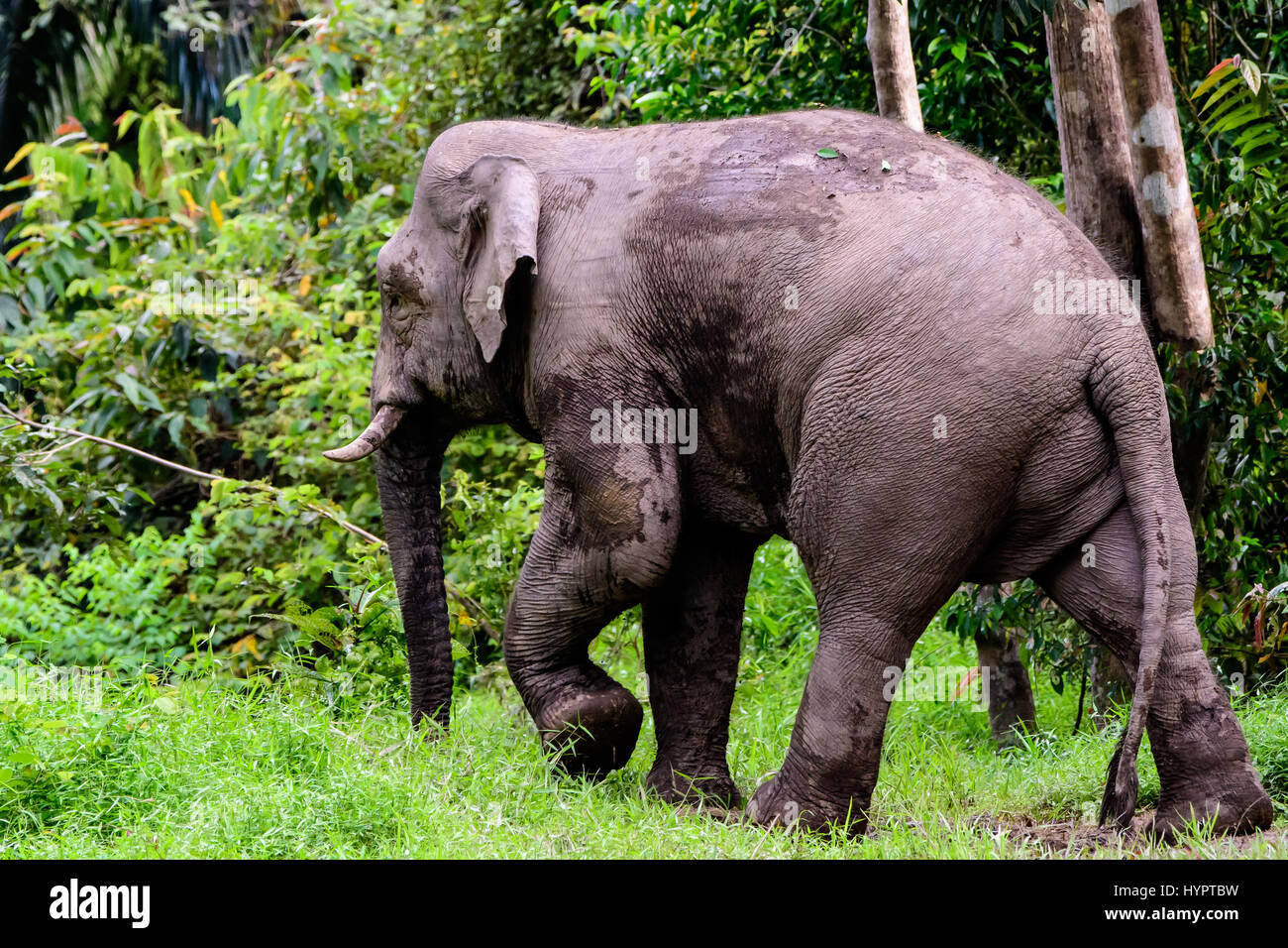 Borneo pygmy elephant hi-res stock photography and images - Alamy