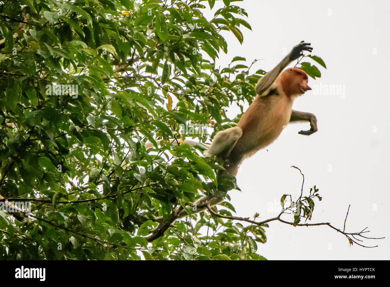 Proboscis Monkey leaping out of a tree Stock Photo - Alamy