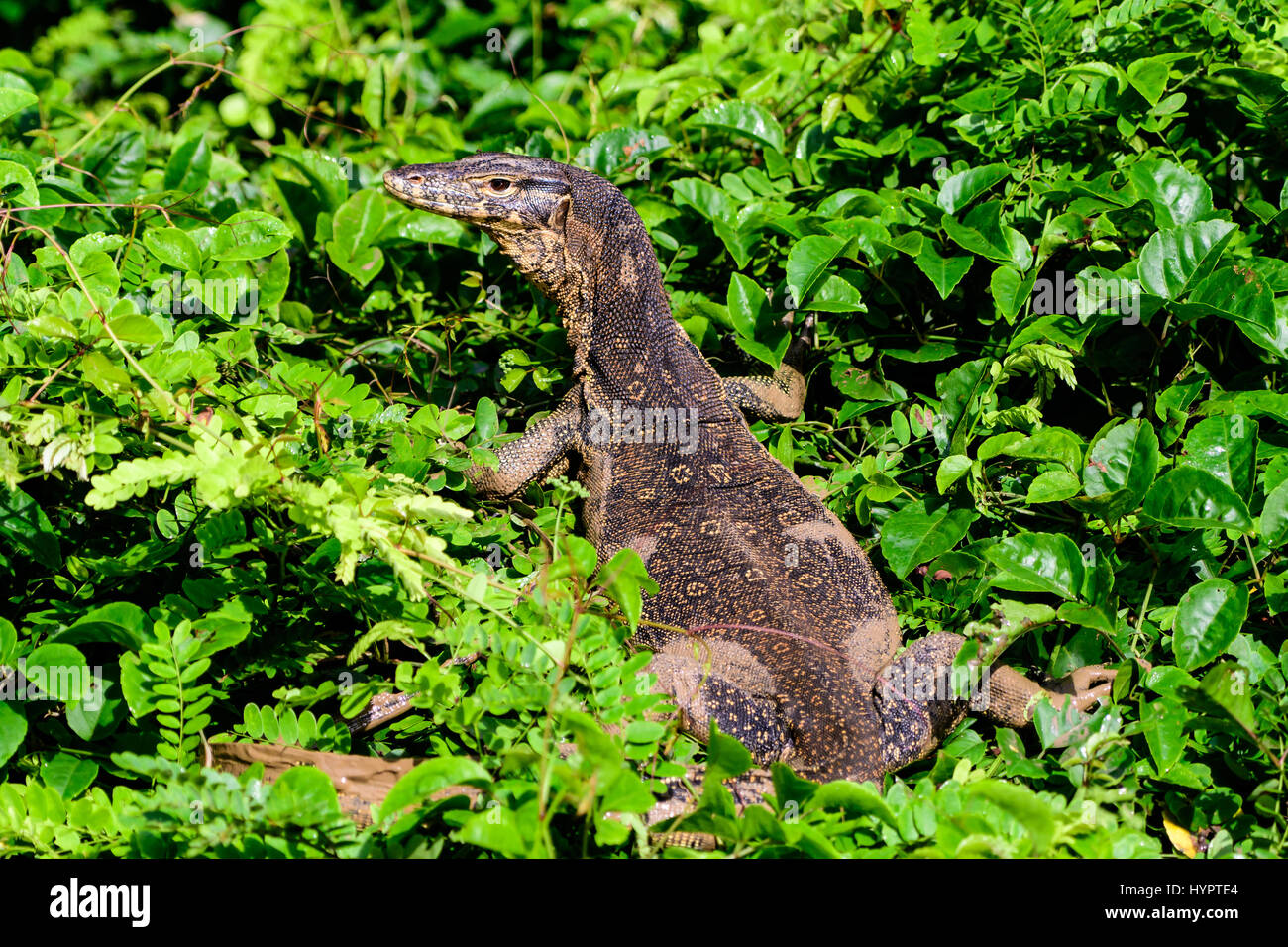 Lizard bush hi-res stock photography and images - Alamy