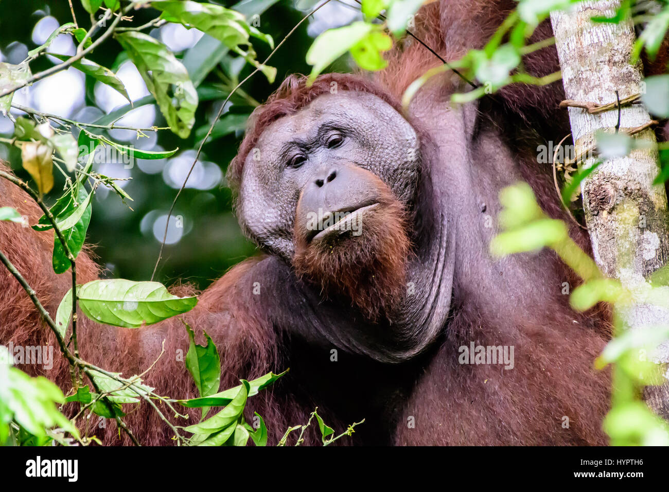 Inquisitive male flange orangutan Stock Photo - Alamy