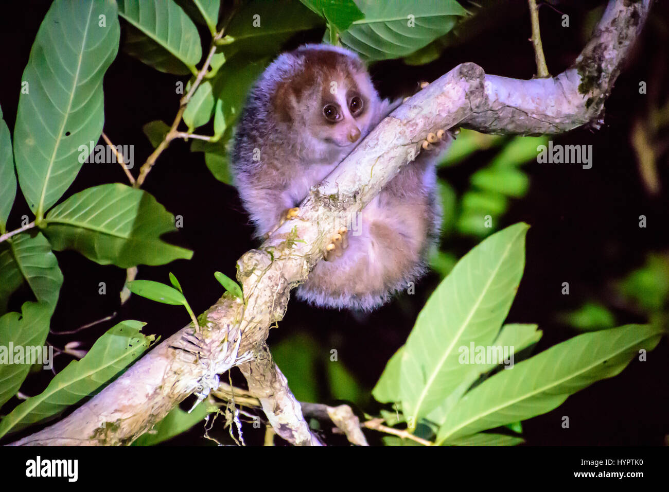 Slow loris hi-res stock photography and images - Alamy