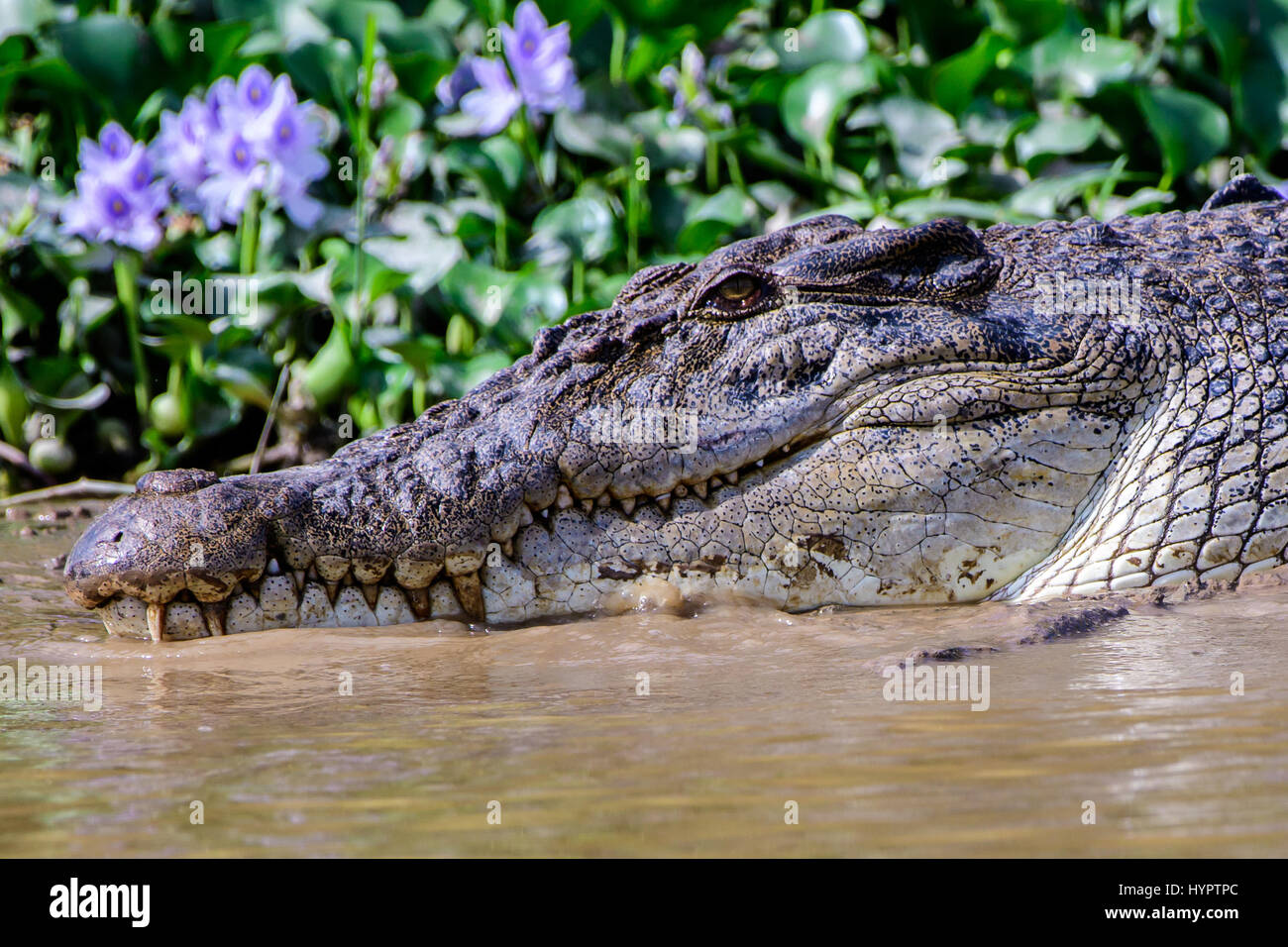 Close up of the face of a freshwater crocodile Stock Photo - Alamy