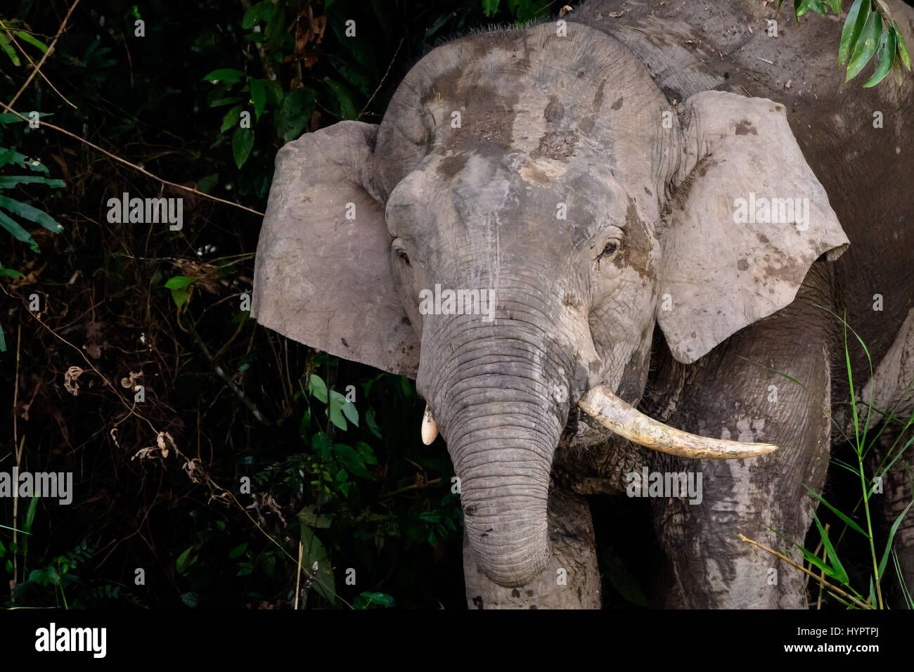 Pygmy elephant borneo hi-res stock photography and images - Alamy