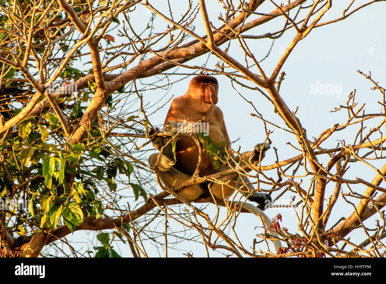 proboscis monkey eating in a tree Stock Photo - Alamy