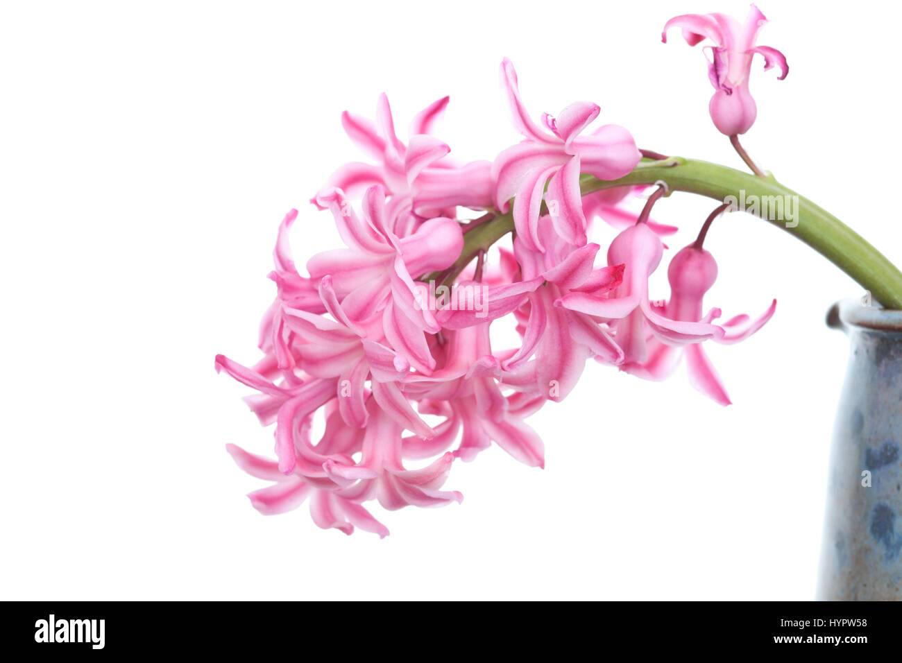 Single flowering stem hi-res stock photography and images - Alamy