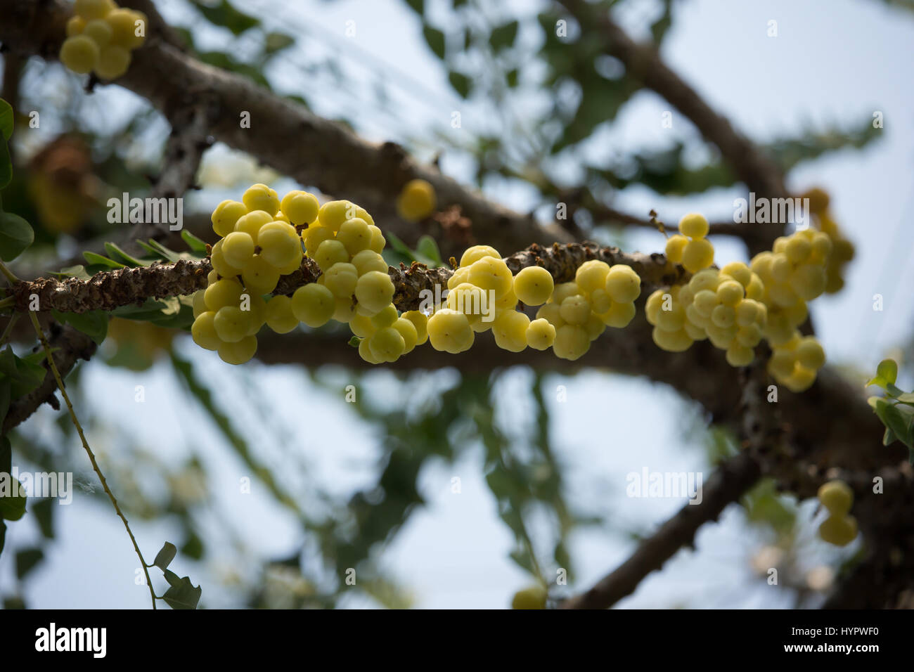 Otaheite gooseberry, country gooseberry, star , damsel, grosella ...