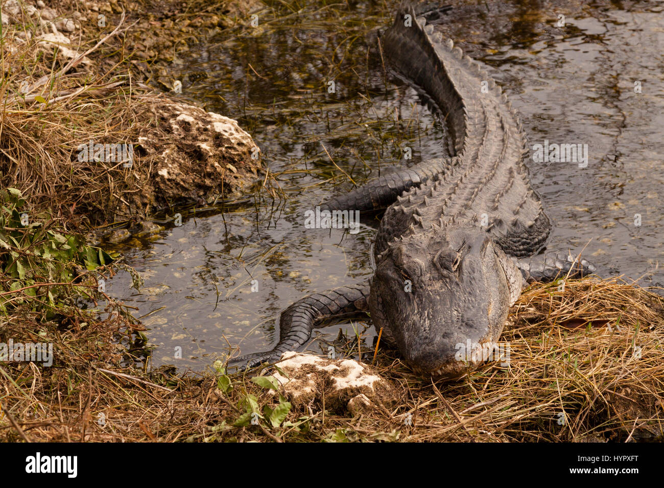Alligator Sleeping at Everglades National Park Stock Photo - Alamy