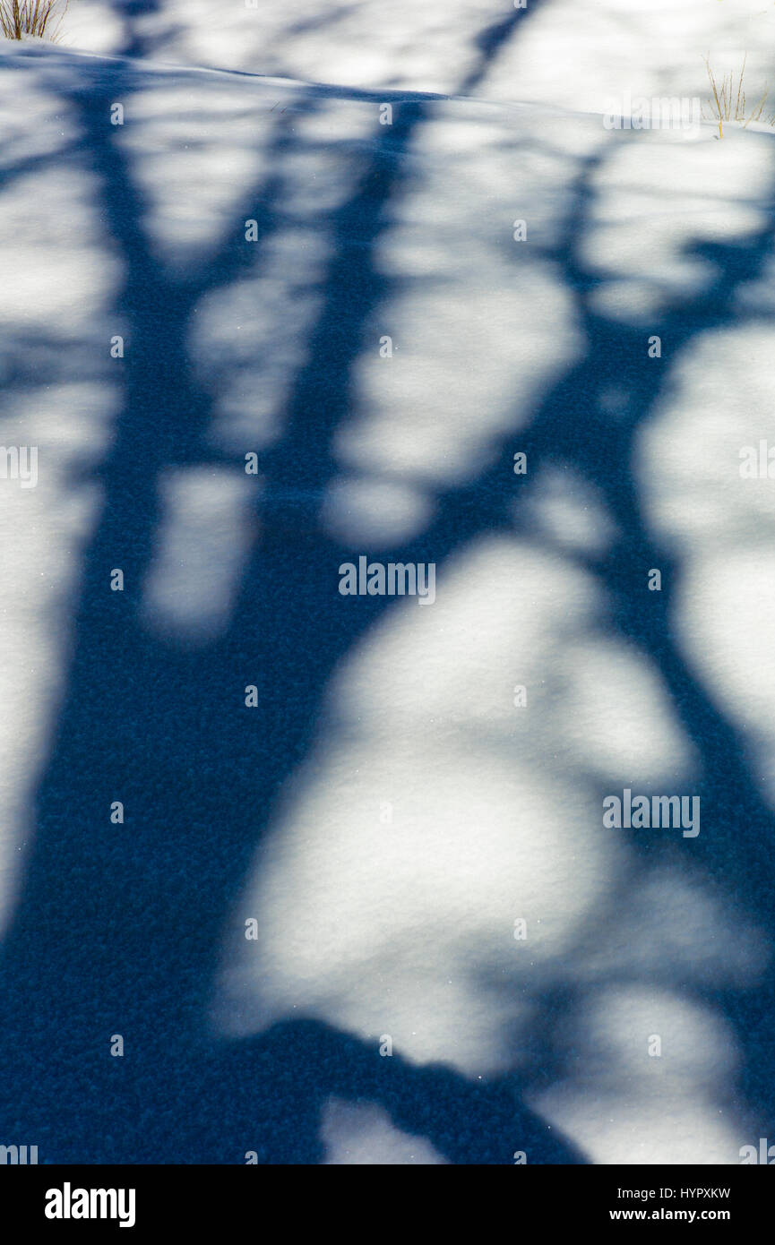 Trees create mysterious abstract shadow patterns on fresh snow Stock ...