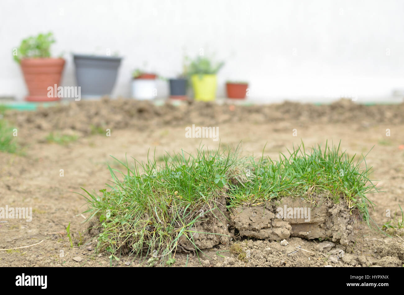 Clod of earth with grass on a prepared soil for a lawn in a backyard ...
