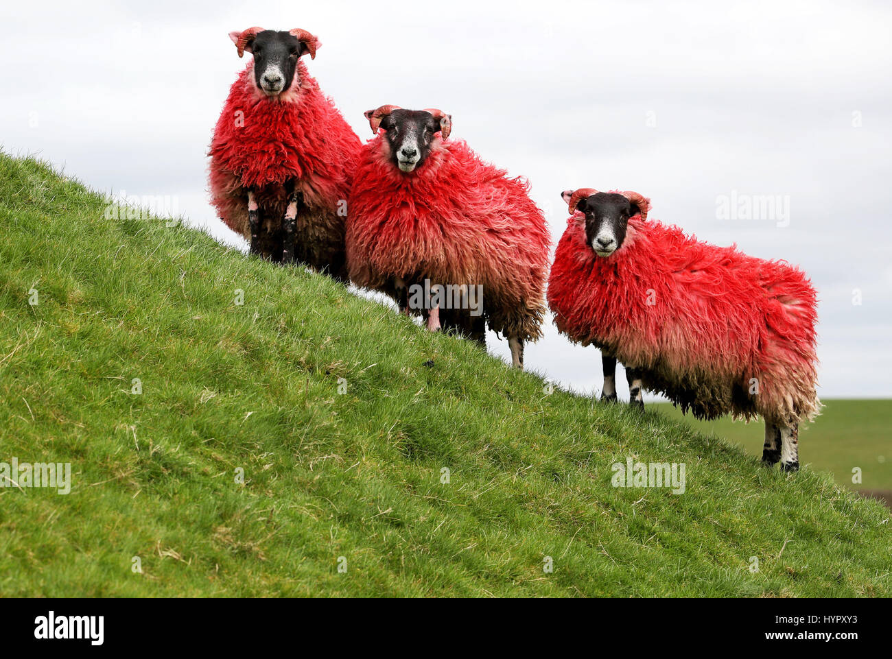 A flock of red sheep graze on a hillside beside the M8 motorway in ...