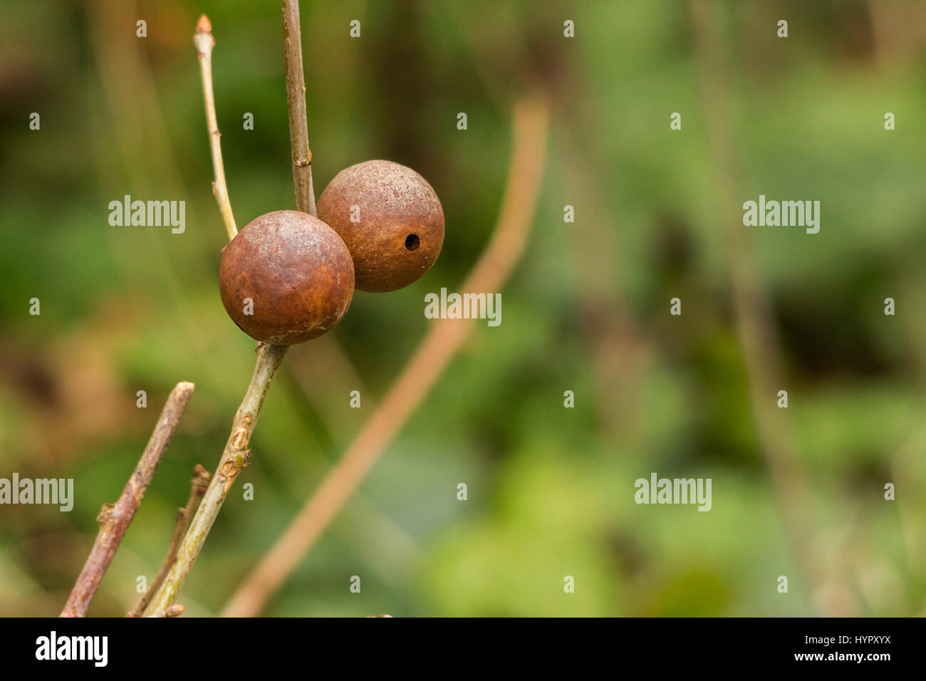 Marble galls on twigs caused by larvae of tiny gall wasp Andricus ...