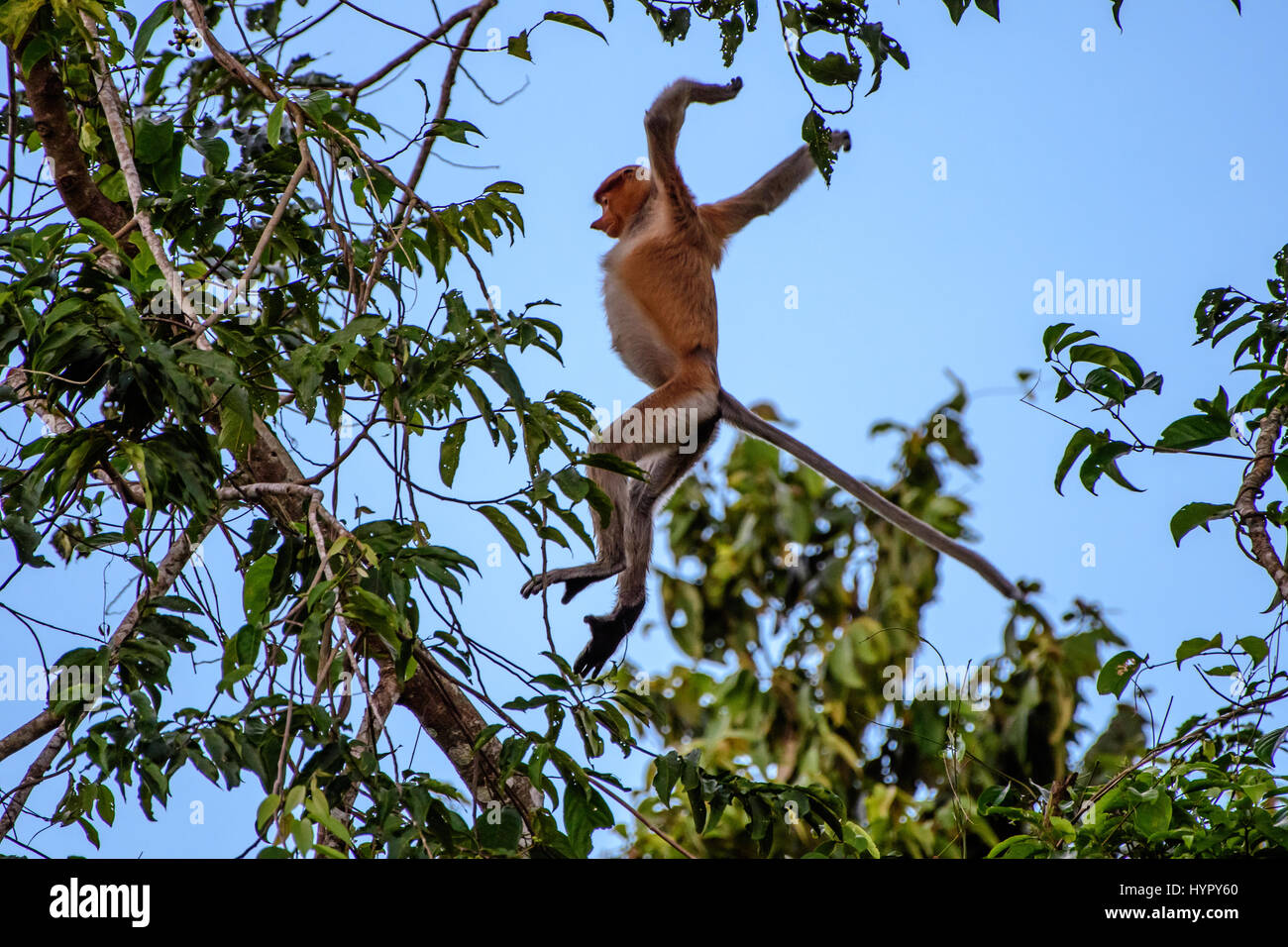 Proboscis monkey leaping from tree to tree Stock Photo - Alamy