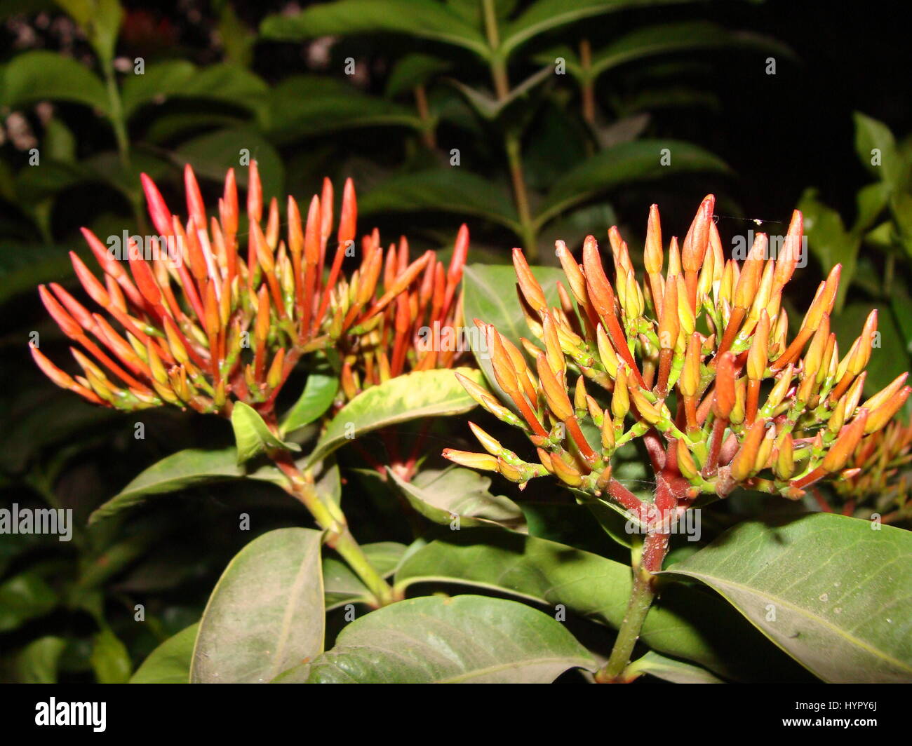 This is a image of flower Stock Photo - Alamy