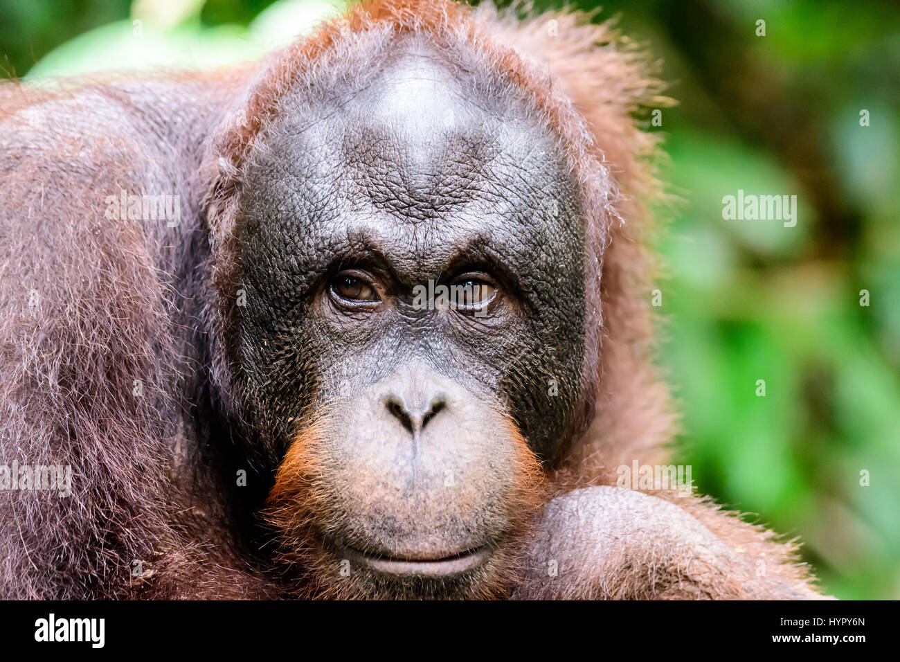 Close up of the face of an Orangutan Stock Photo - Alamy