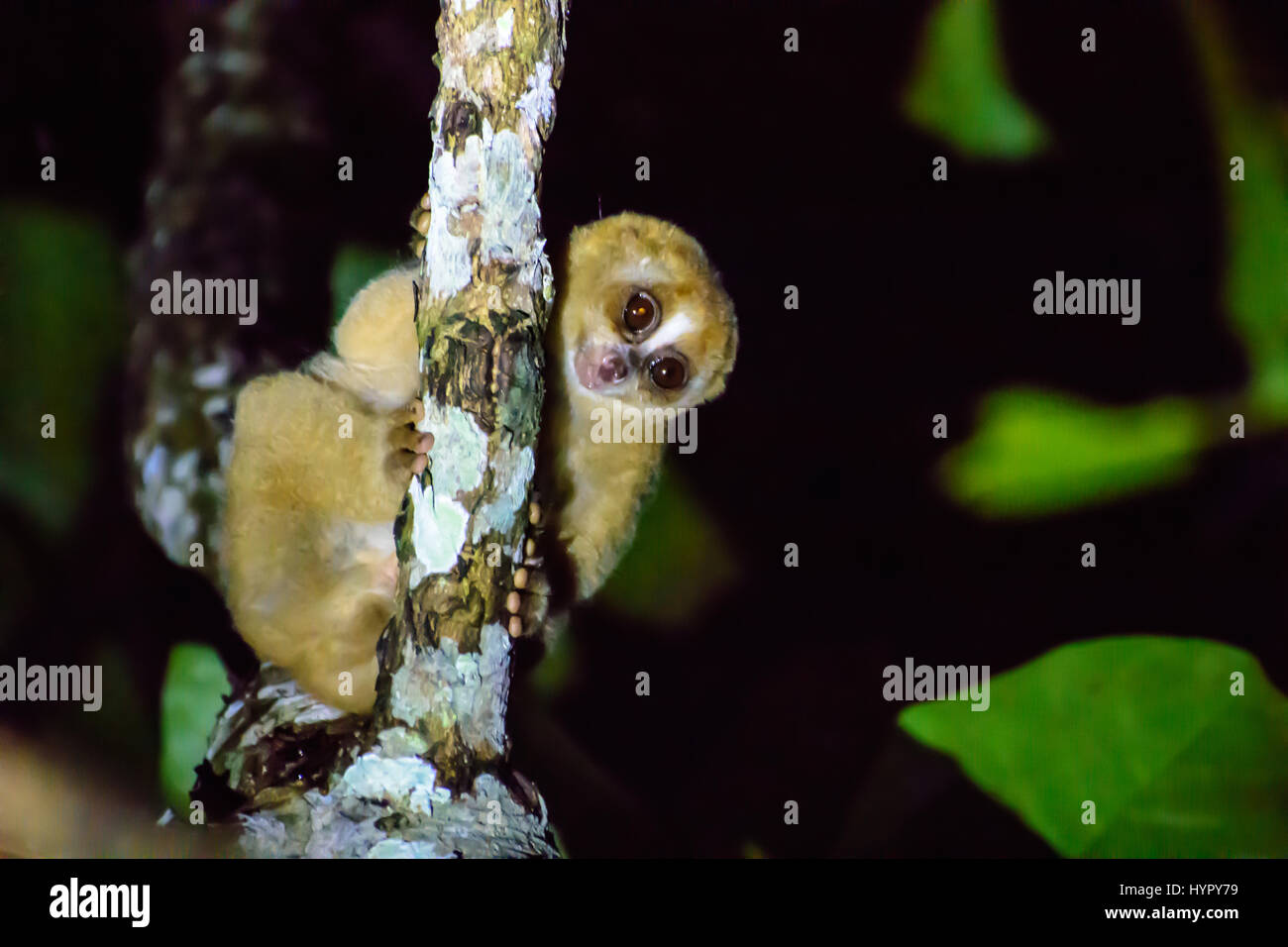 Slow loris hi-res stock photography and images - Alamy
