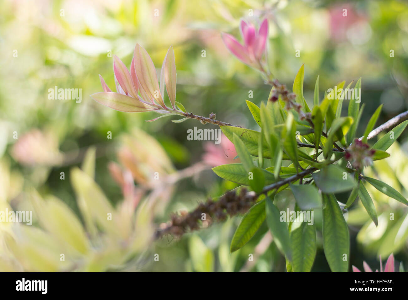 Close up flowers focus hi-res stock photography and images - Alamy