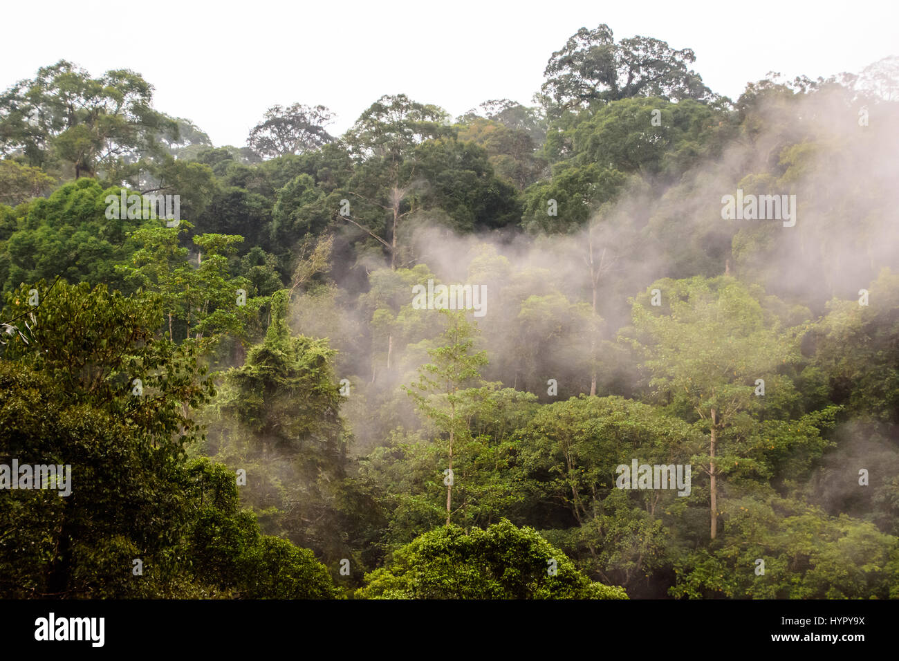 mist in the Bornean rainforest Stock Photo - Alamy