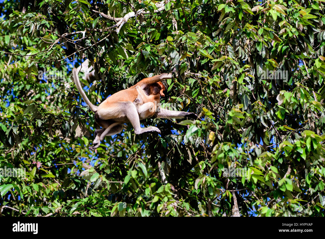 Monkey jumping hi-res stock photography and images - Alamy