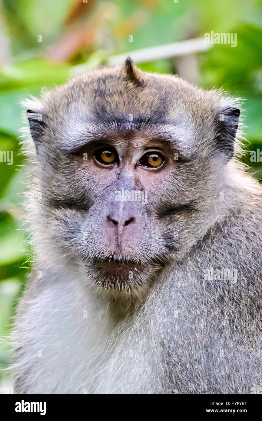 Close up of the face of a long tailed macaque Stock Photo - Alamy