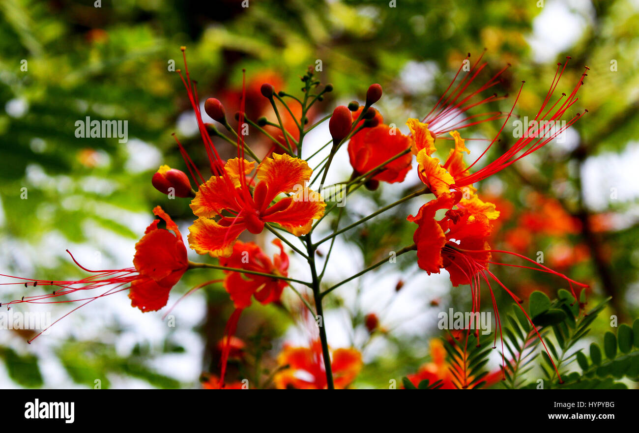Krishnachura High Resolution Stock Photography and Images - Alamy