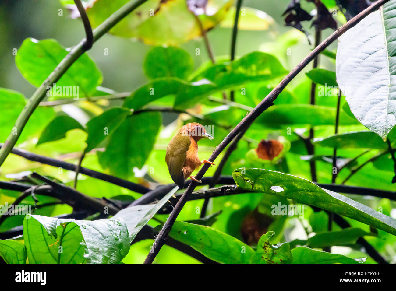 Picolet hi-res stock photography and images - Alamy