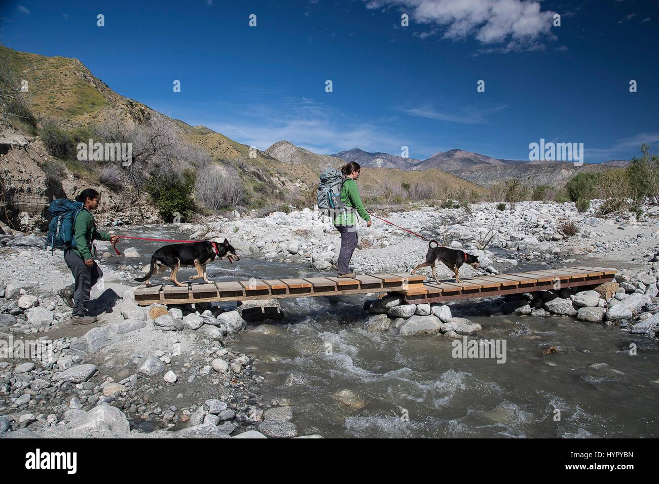 Bridge dogs hi-res stock photography and images - Alamy