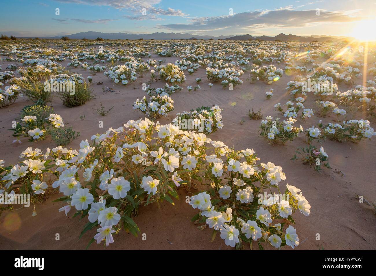 Wild desert primrose carpet the sand at the Cadiz Dunes in the Mojave ...