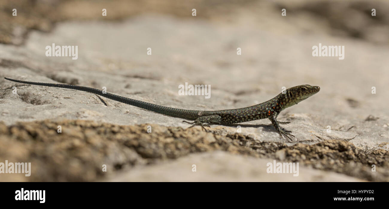 Greek herpetofauna hi-res stock photography and images - Alamy