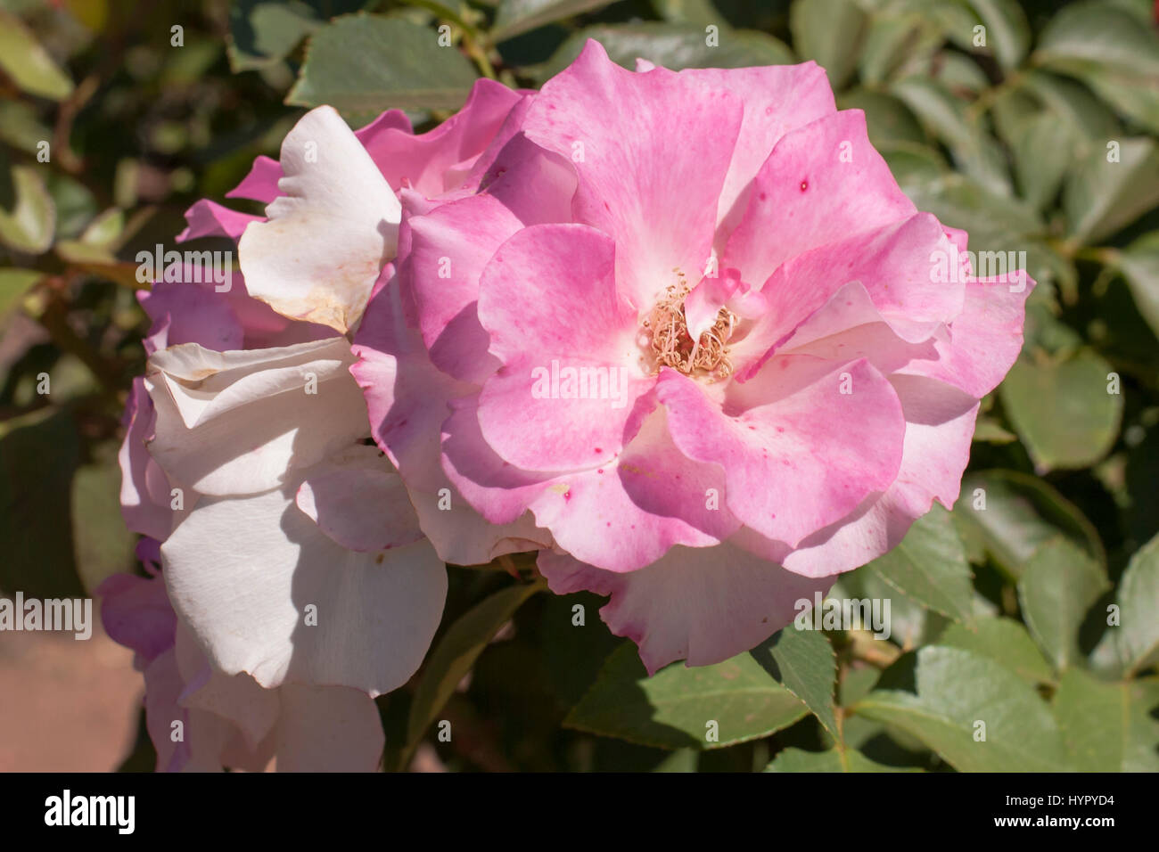 Charles aznavour rose hi-res stock photography and images - Alamy